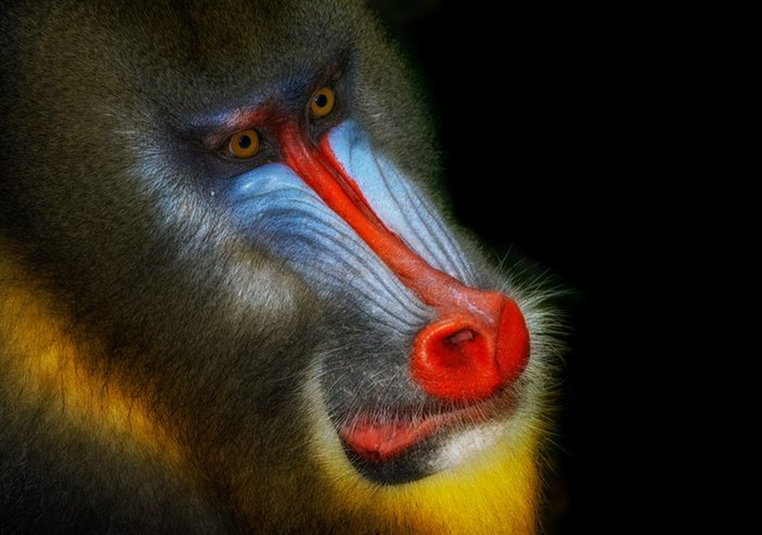 Những điều kỳ lạ về loài khỉ mặt chó | Báo điện tử An ninh Thủ đô