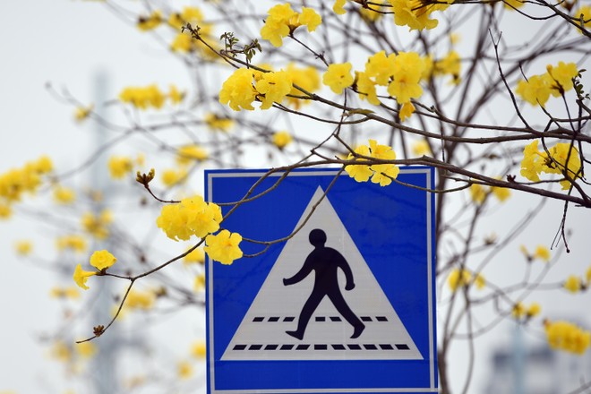 Ngắm đường hoa phong linh đẹp như tranh vẽ ở Hà Nội | Báo điện tử An ...